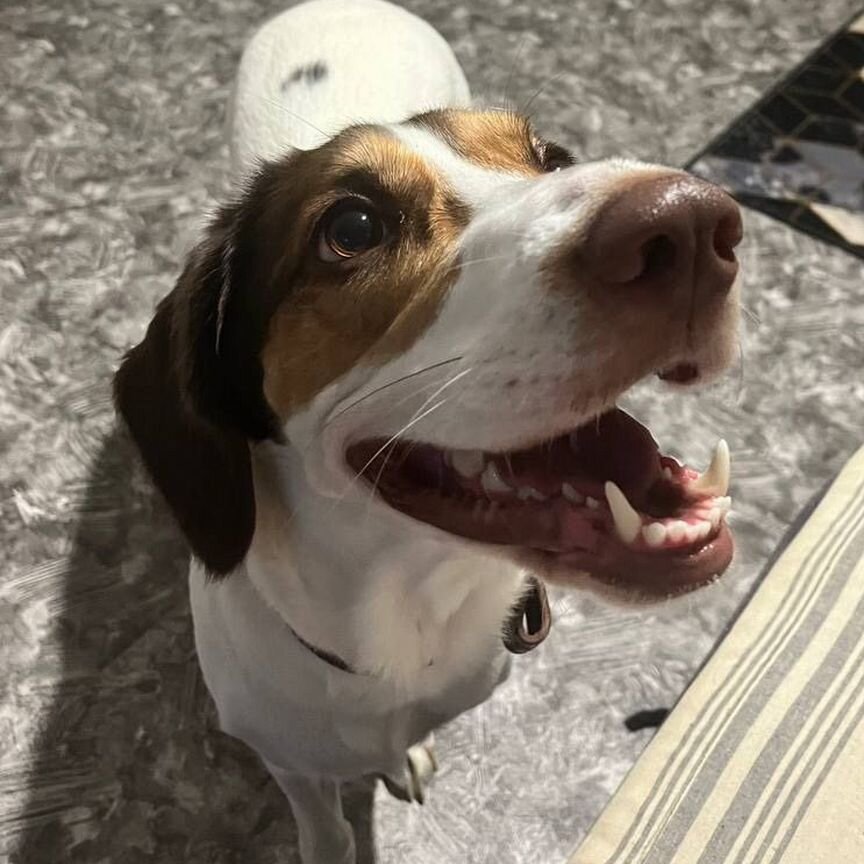 Курцхаар, щенок