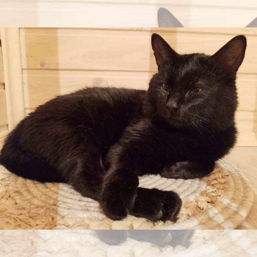 Взрослый кот в добрые руки