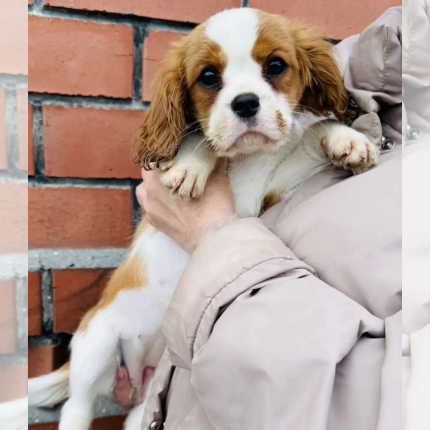 Кавалер кинг-чарльз-спаниель, щенок