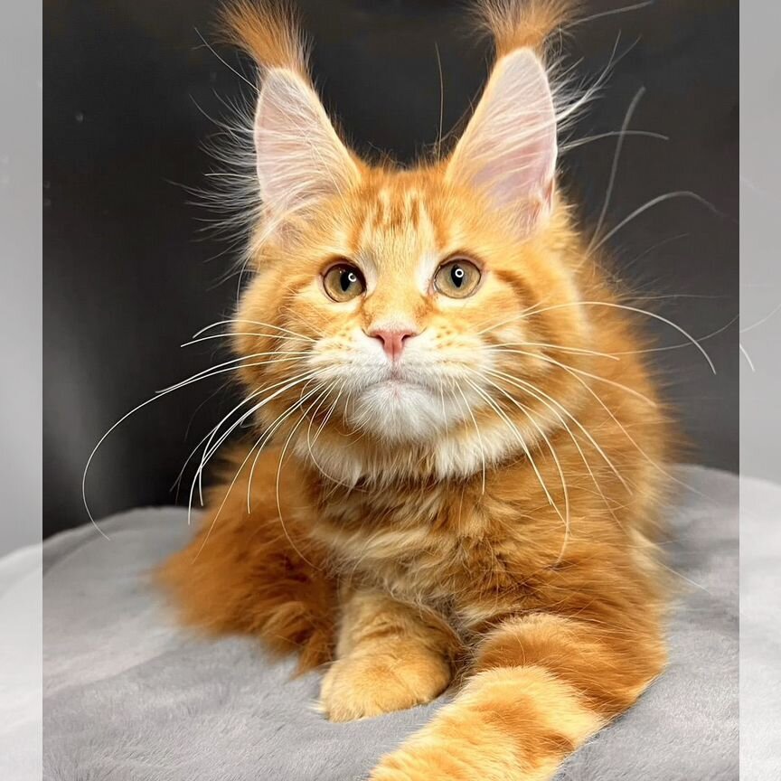 Мейн-кун котёнок