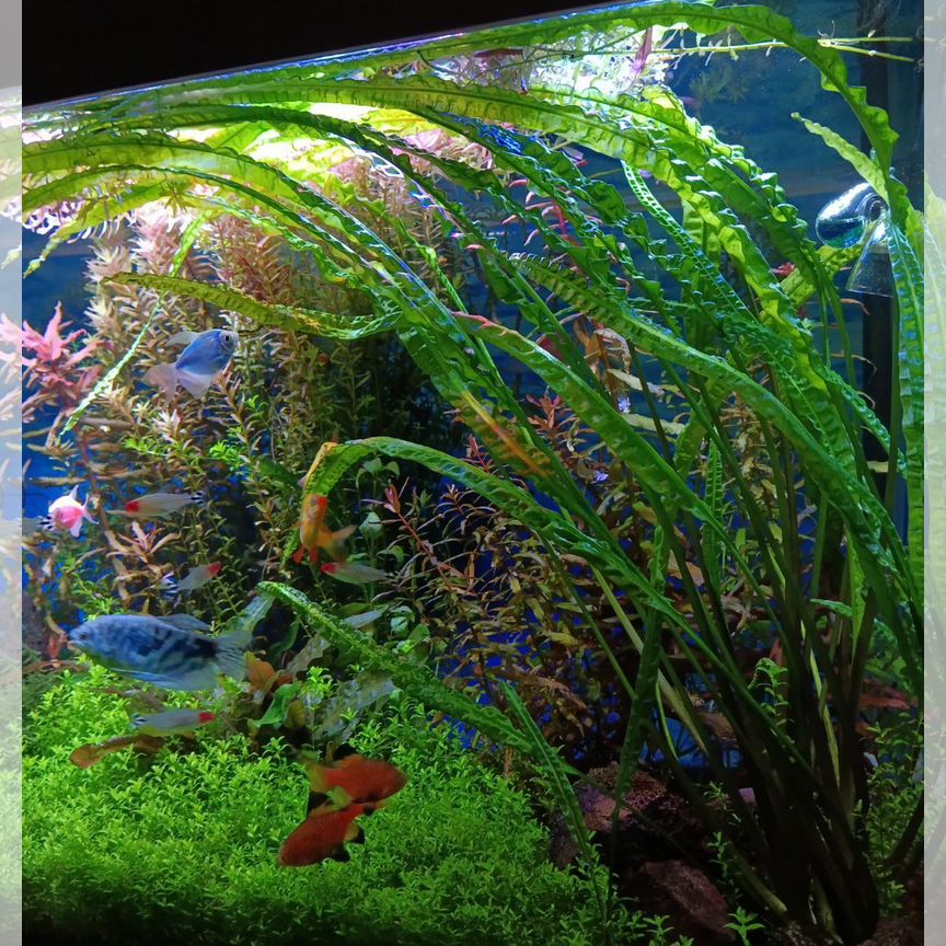 Криптокорина балансе