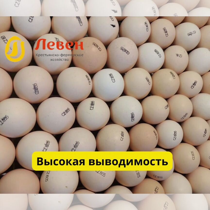 Импортное инкубационное яйцо кобб 500 и Росс 308