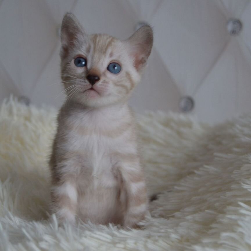 Бенгальские котята