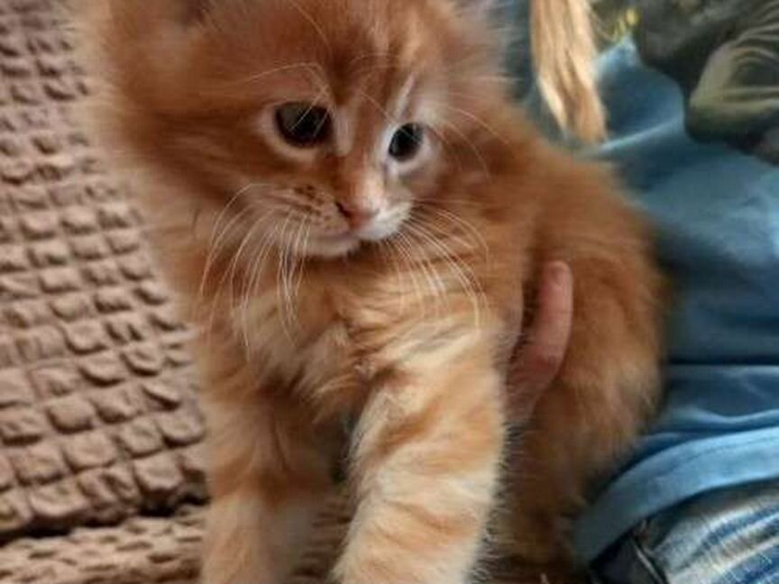 Котята Мейн Кун