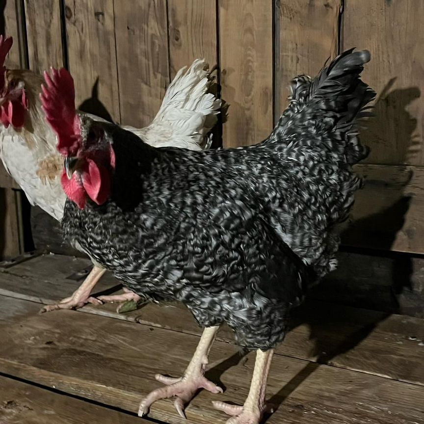 Молодые петухи