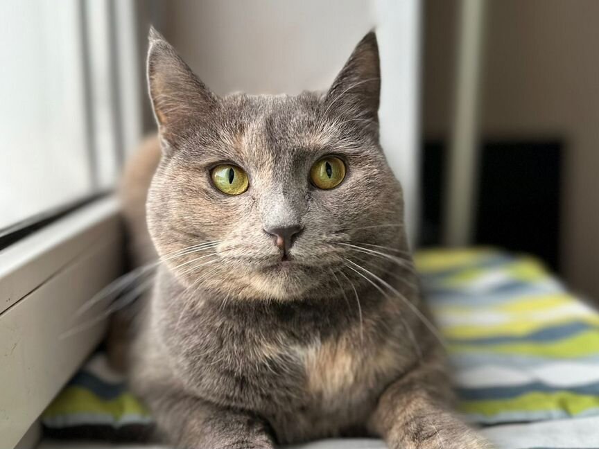 Асти ищет дом