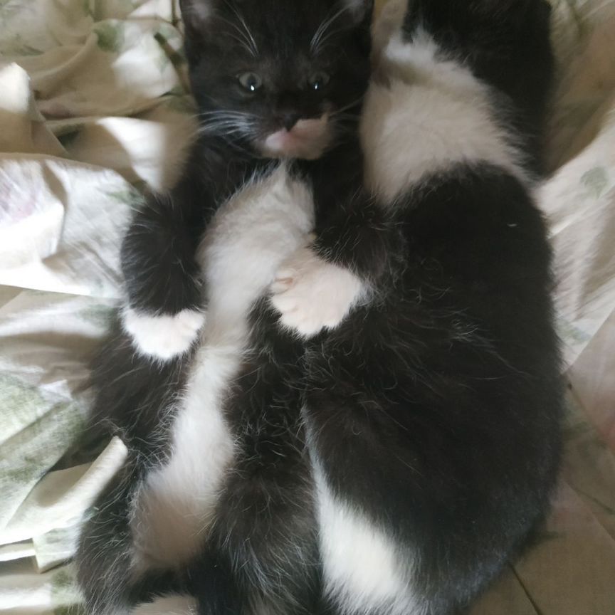 Котята отдам бесплатно