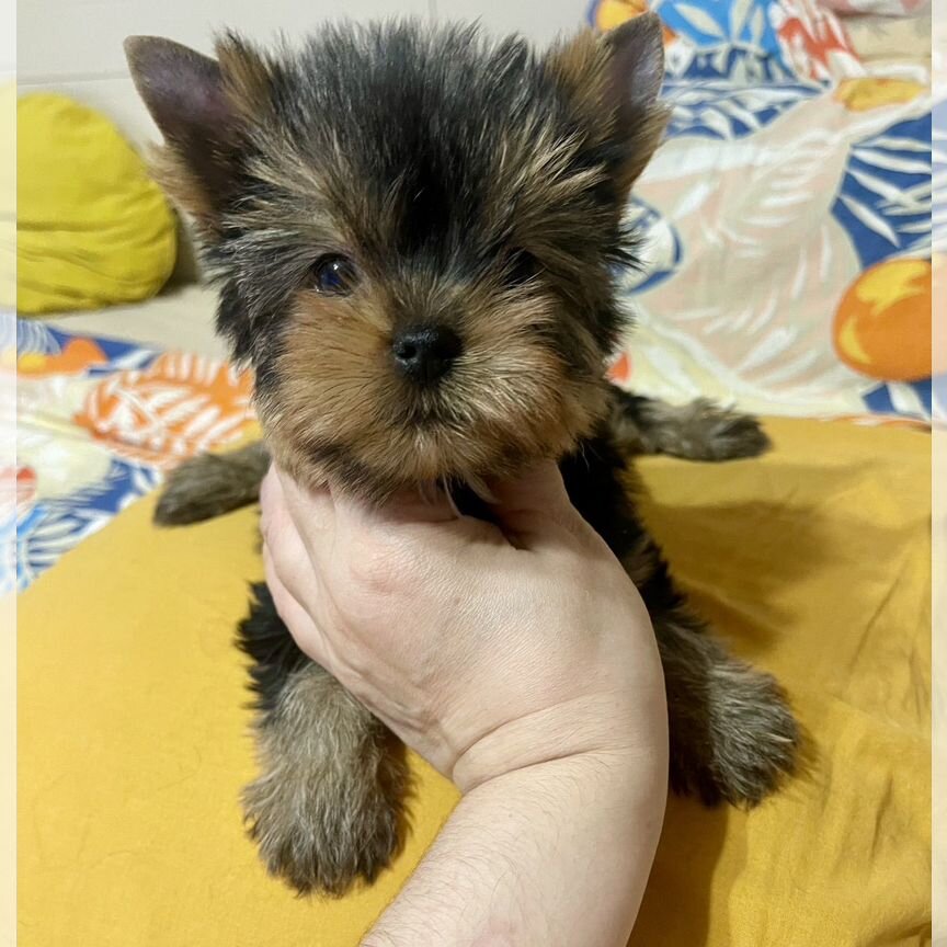 Красивый мальчишка