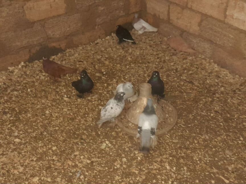 Голуби узбеки