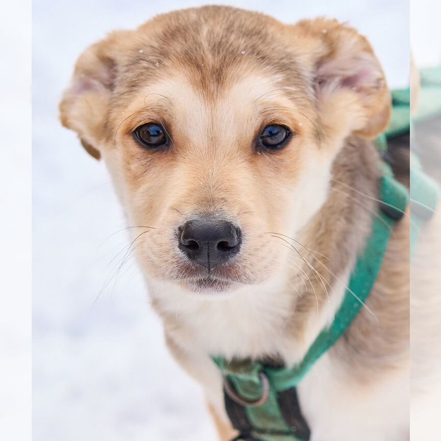 Щенок в добрые руки