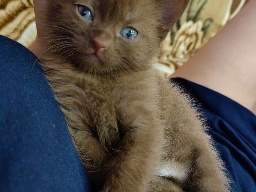 Кошечка