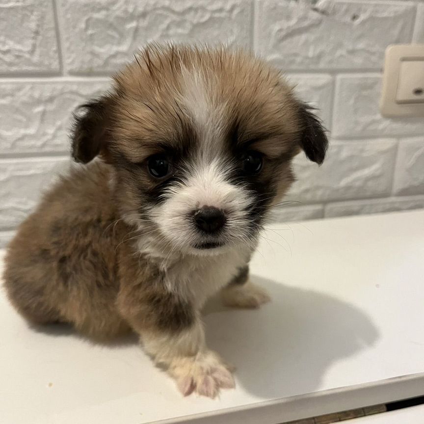 Вельш-корги пемброк