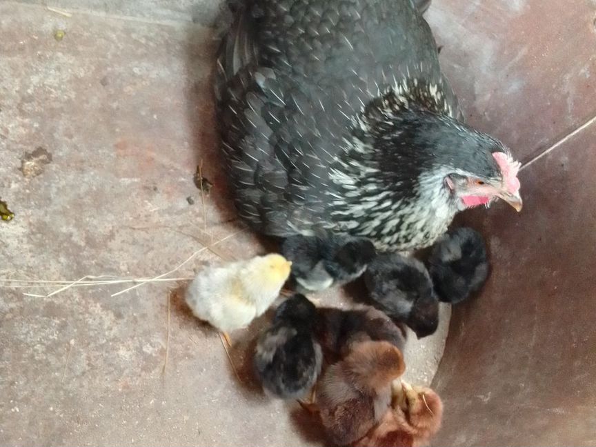 Квочка с цыплятами