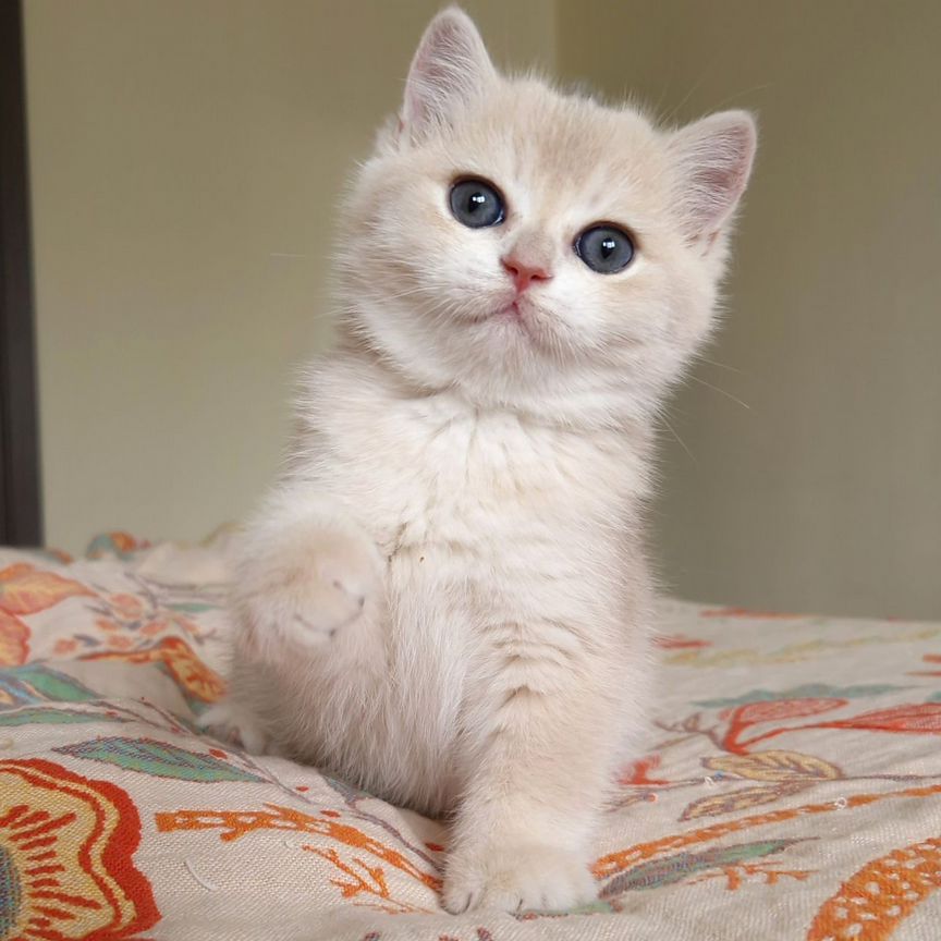 Британский короткошёрстный котёнок