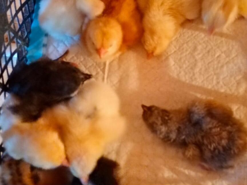 Цыплята суточные несушки