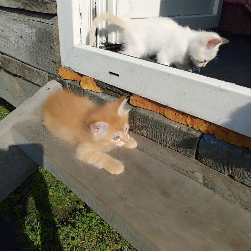 Котятки в добрые руки