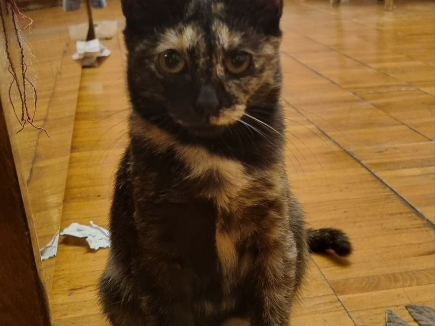 Кошка в дар