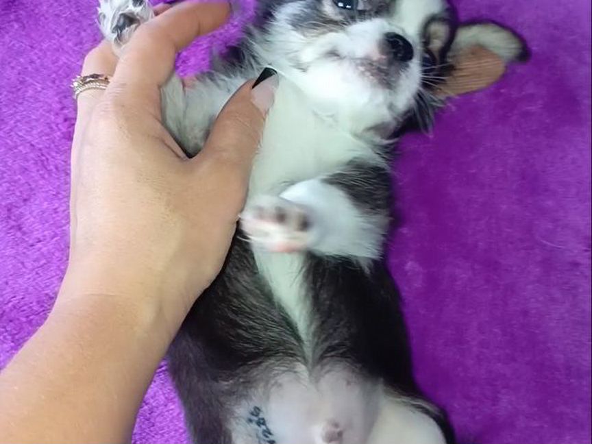 Щенки чихуахуа