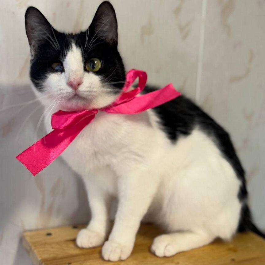 Добрая ласкушка кошечка так ждет тебя