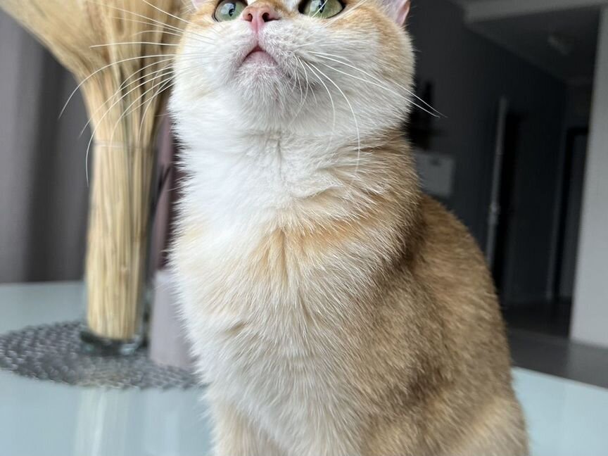Кот Британская золотая шиншилла