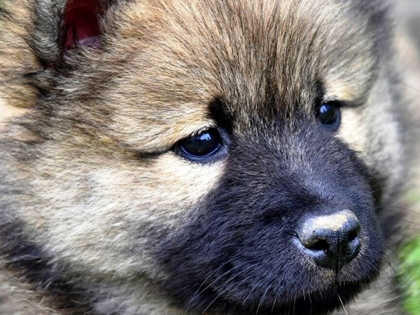 Щеночки, разных окрасов в добрые руки, в дар