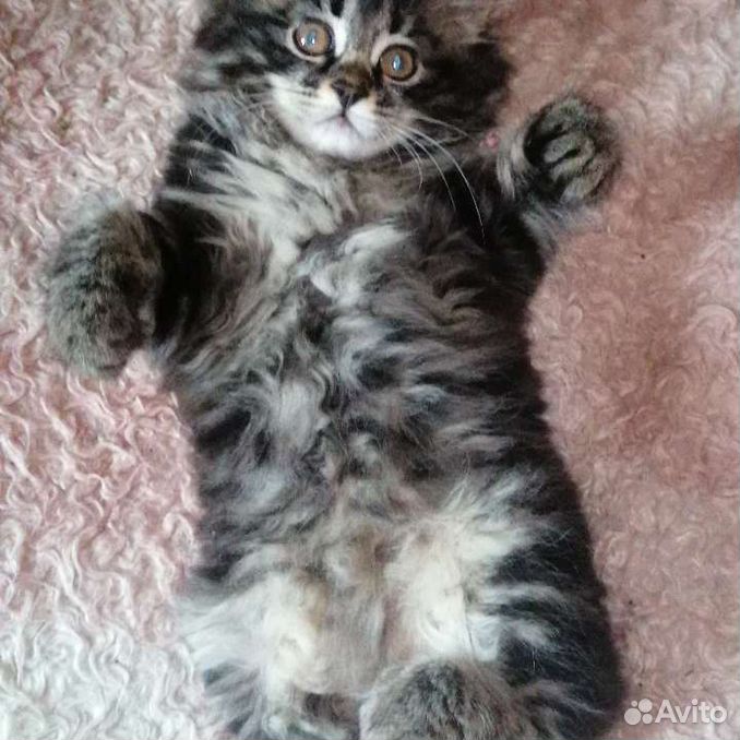 Котята курильского бобтейла. Мини-рысята