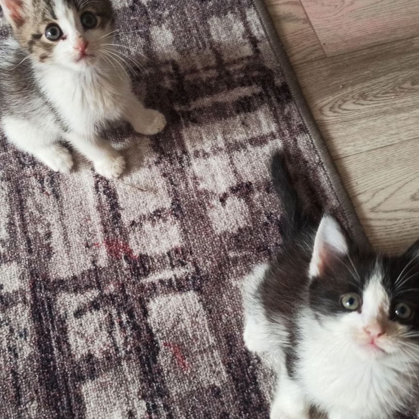 Котята в добрые руки бесплатно