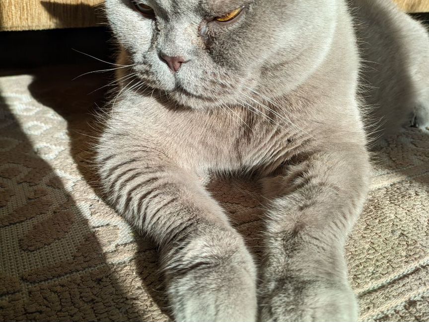 Британский кот
