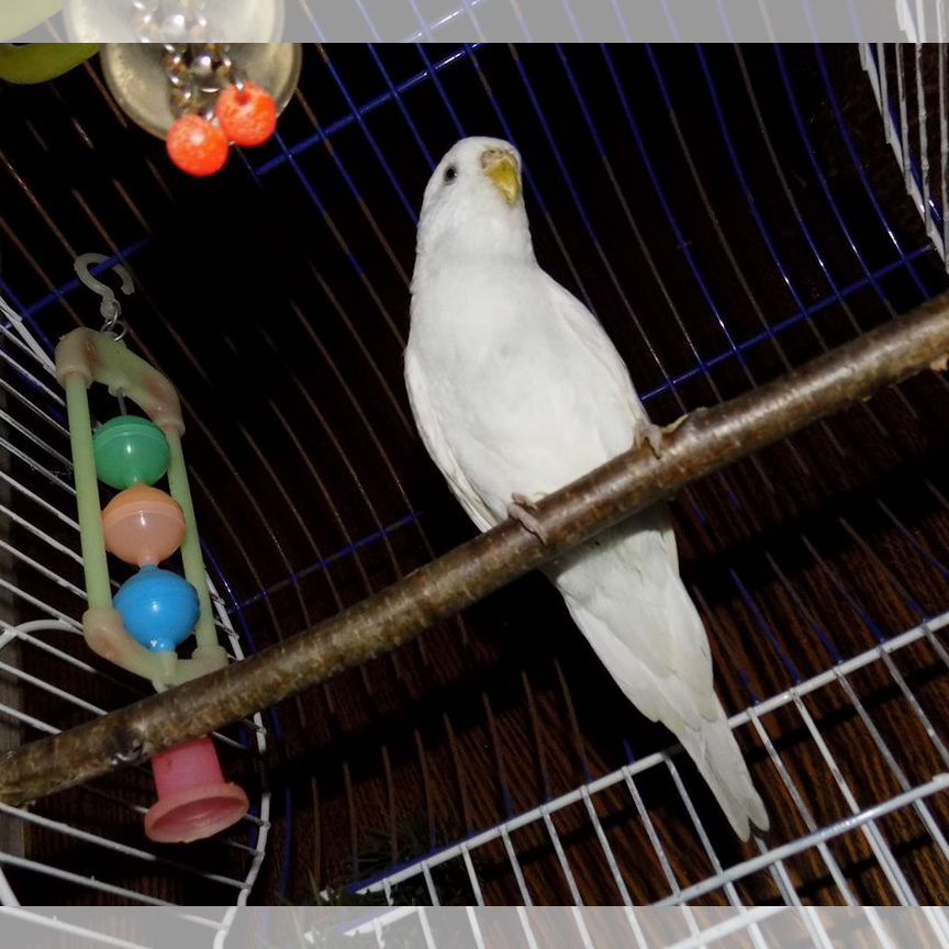 Пара волнистых попугаев спенгл осветленный клетка