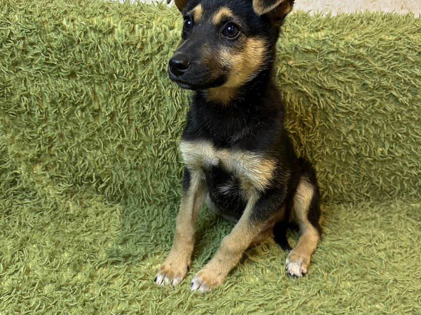 Щенок в добрые руки