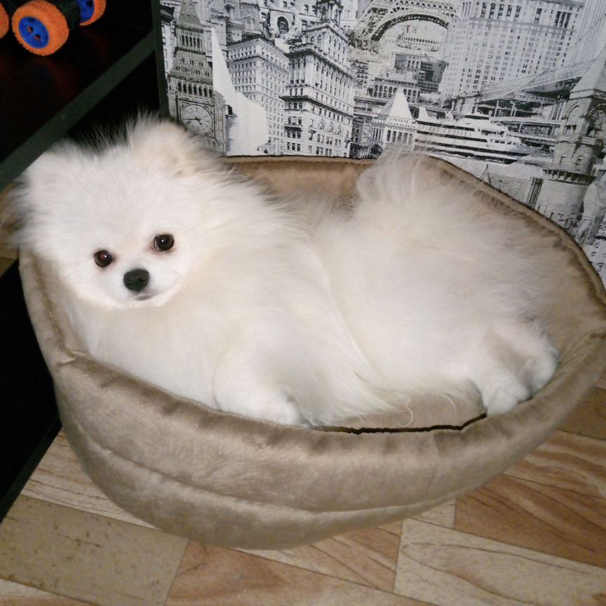 Померанский шпиц, щенок