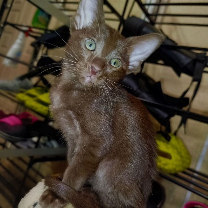 Ориентальные котята