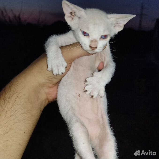 Кошка Донской сфинкс браш
