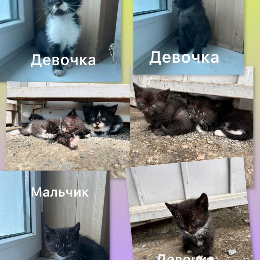 Котята