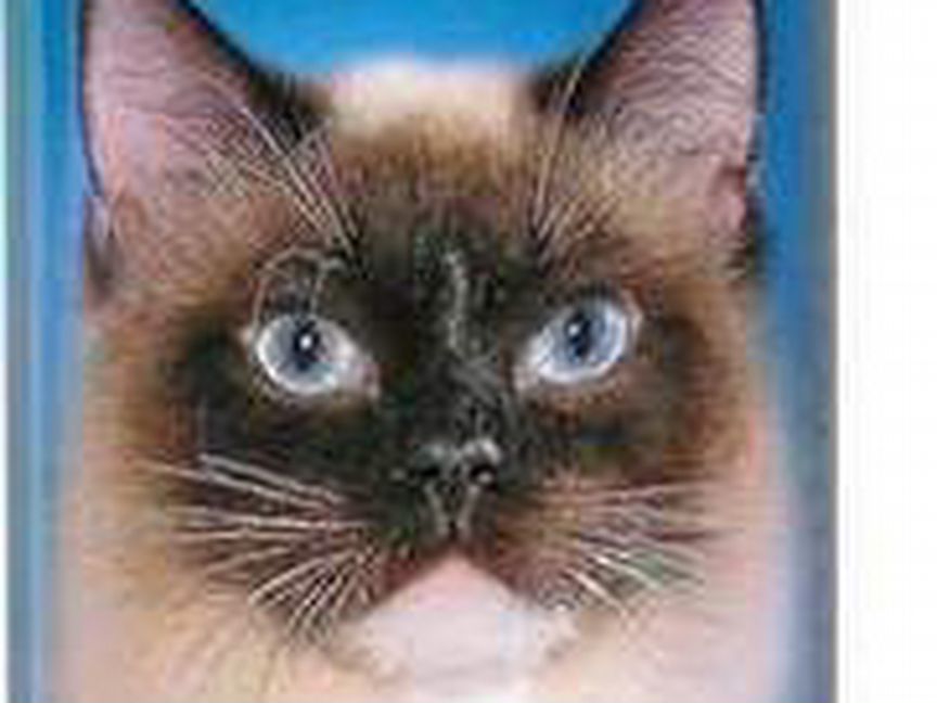 BIO-Groom Klean Kitty Waterless без смывания шампу