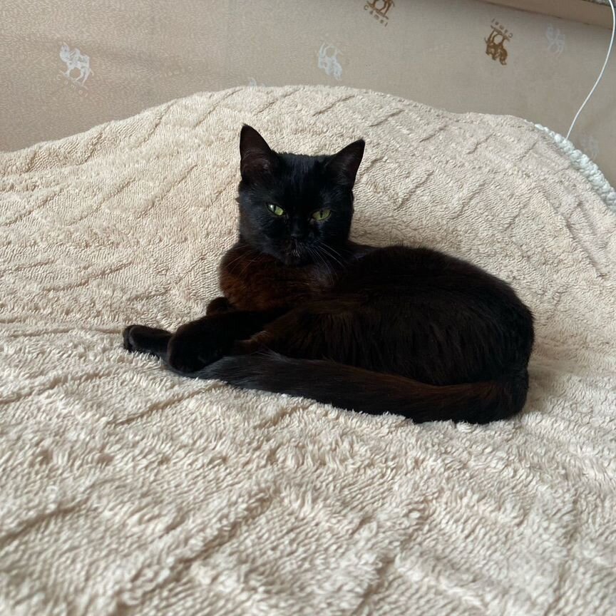 Черная кошка с зелеными глазами