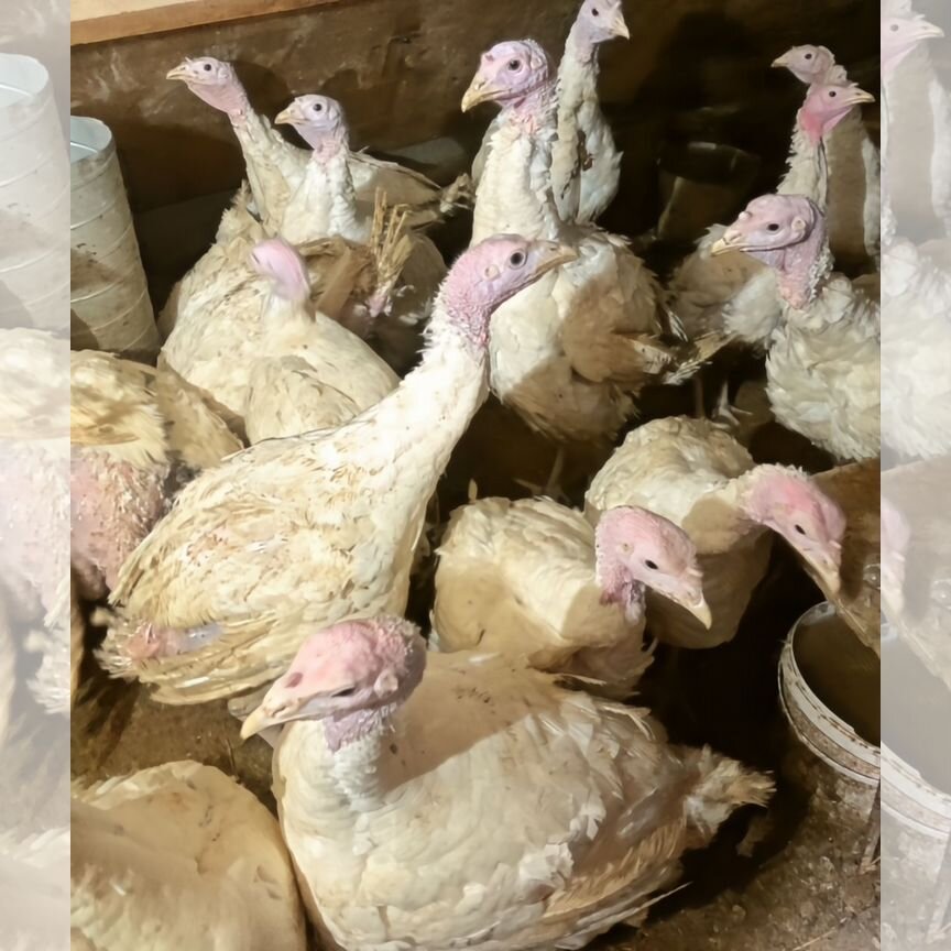 Продам живым весом индюков бройллеров