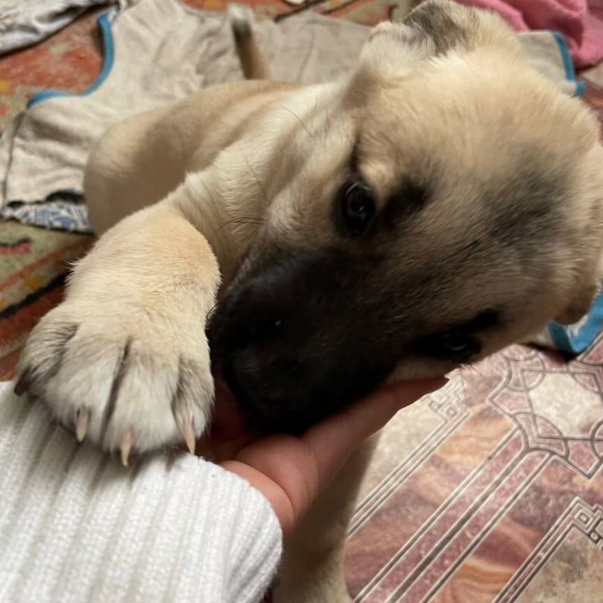 Отдаю в добрые руки