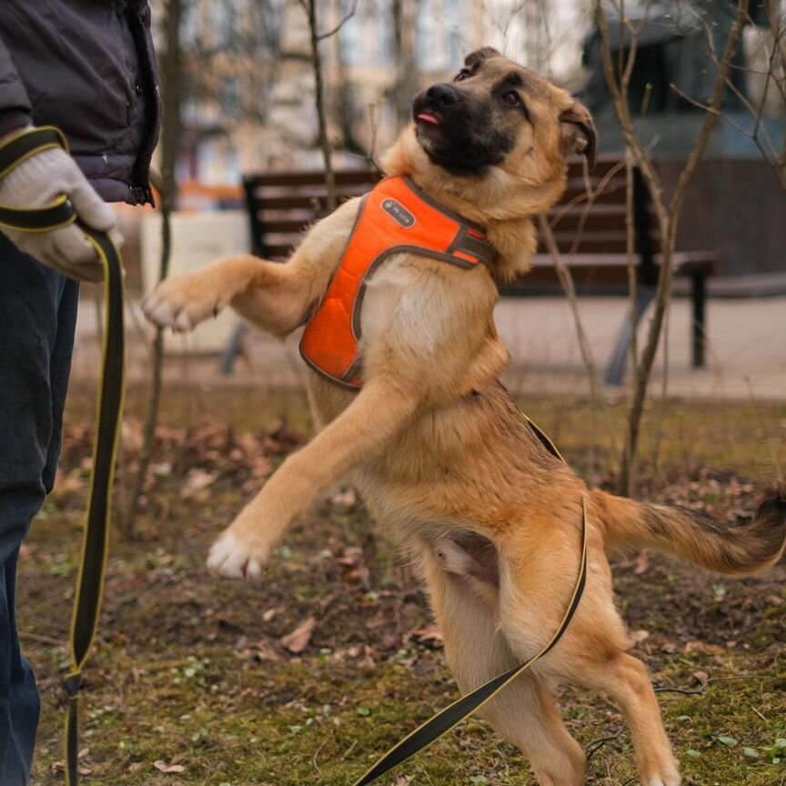 Щенки в добрые руки