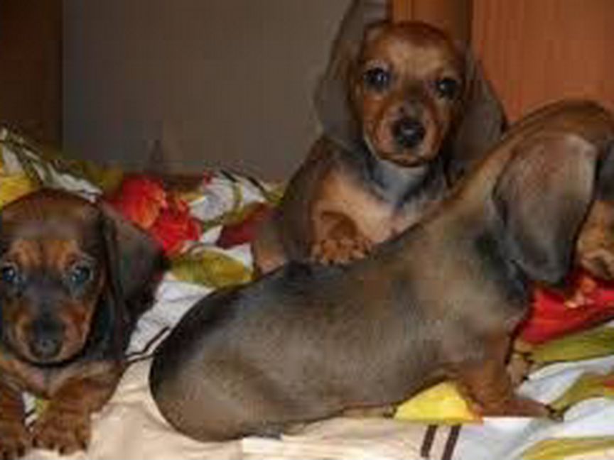 Прелестные создания щенки карликовой таксы