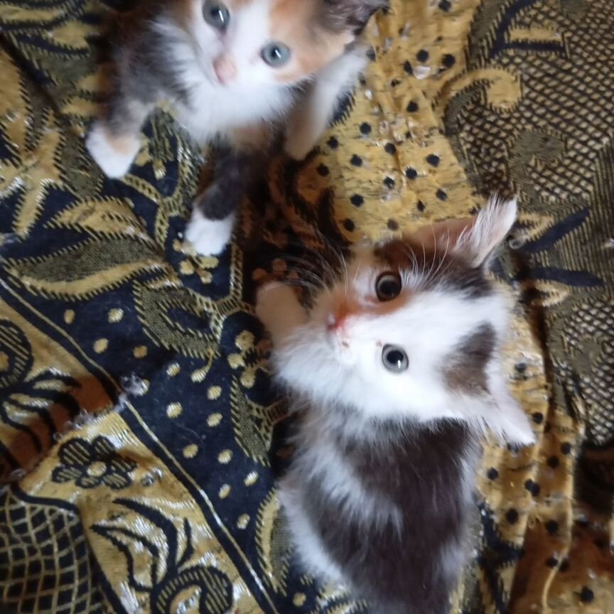 Отдам котенка в добрые руки