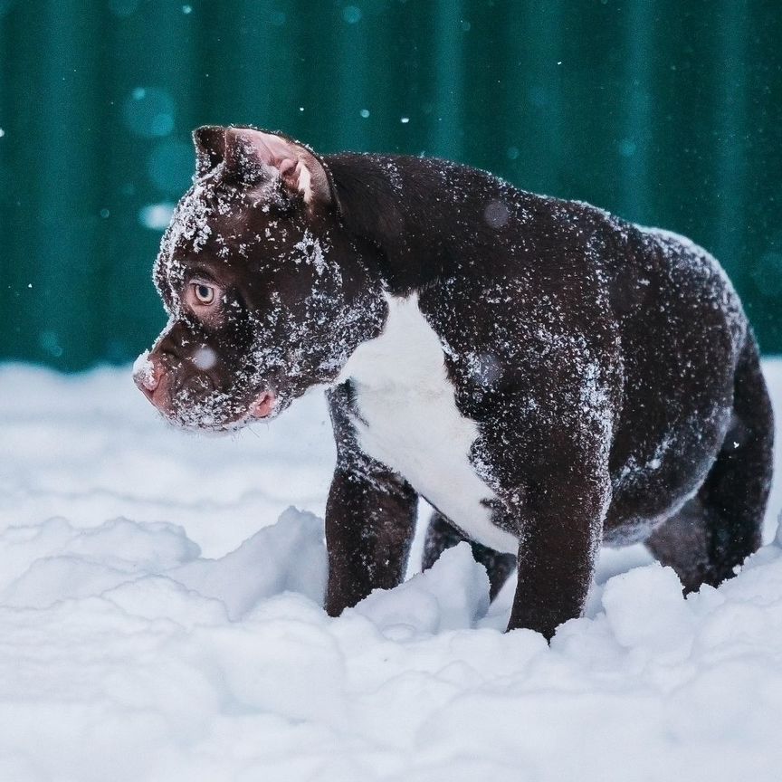 Американский булли, щенок