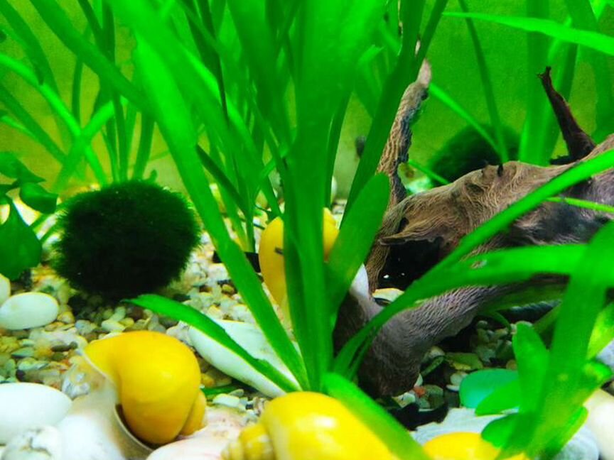 Улитки ампулярии (желтые ) от 2-3 см