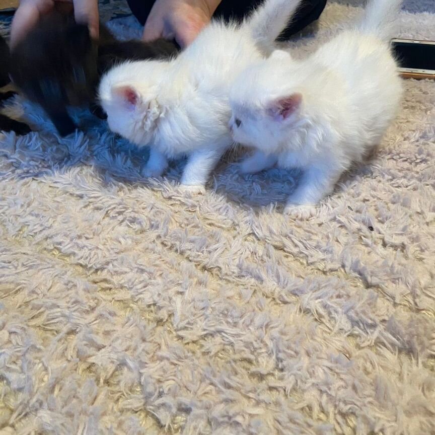 Котята в добрые руки бесплатно