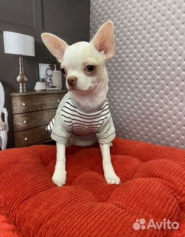 Чихуахуа девочка гладкошёрстная блондинка