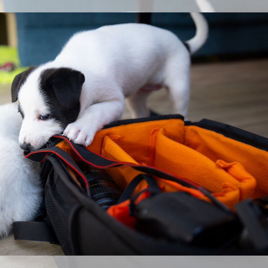 Щенок в добрые руки