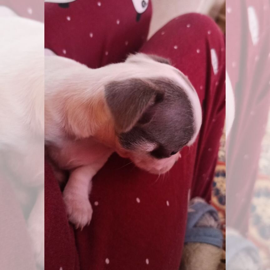 Чихуахуа, щенок