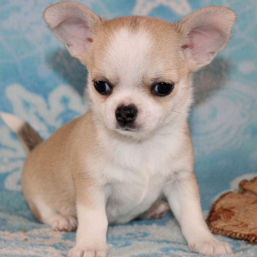 Чихуахуа, щенок