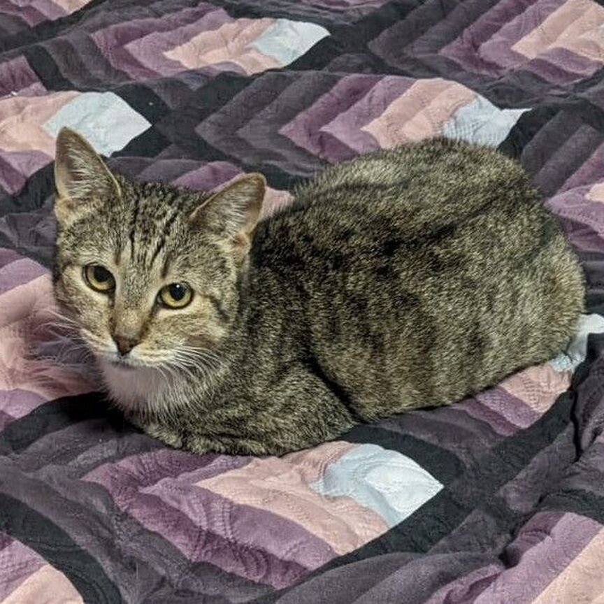 Хорошенькая серенькая кошечка