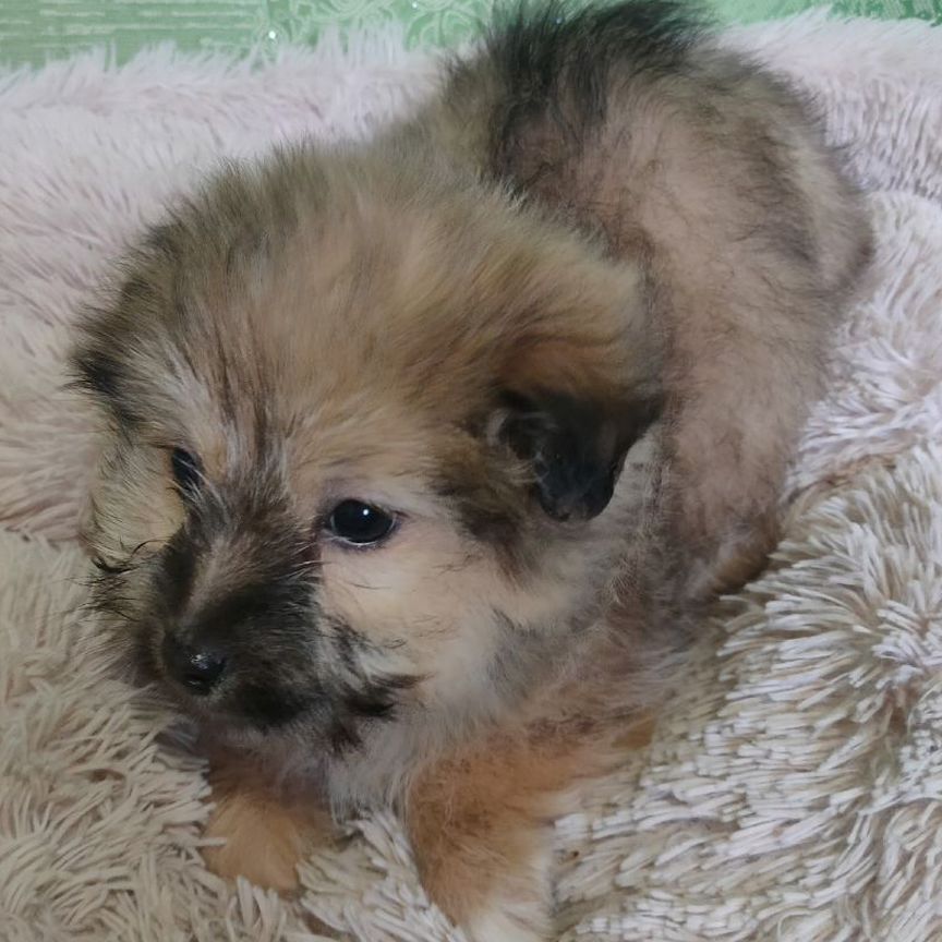 Щенки помапу